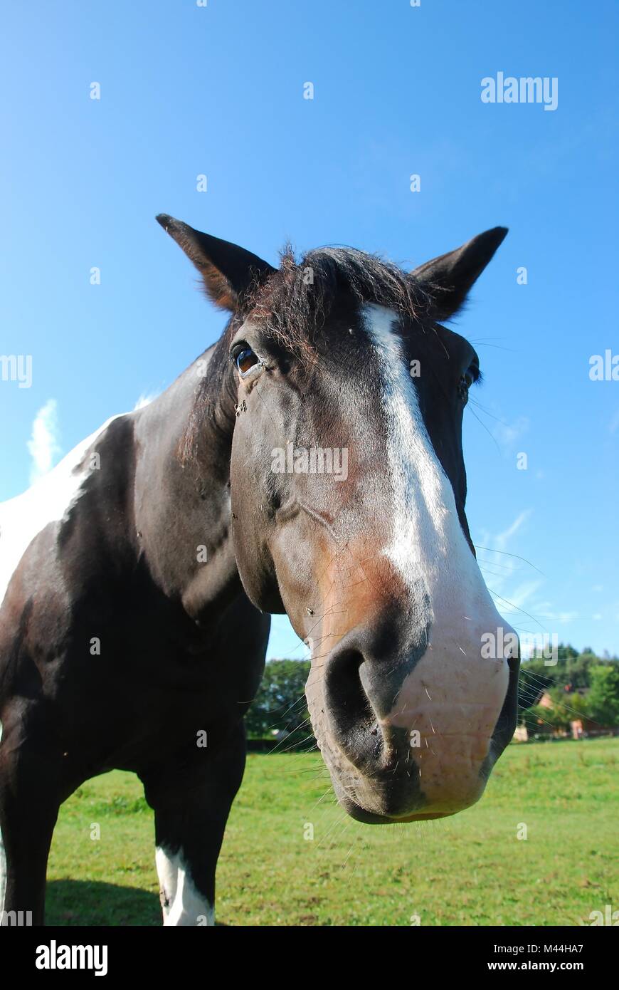 Cheval fou Banque de photographies et d’images à haute résolution - Alamy