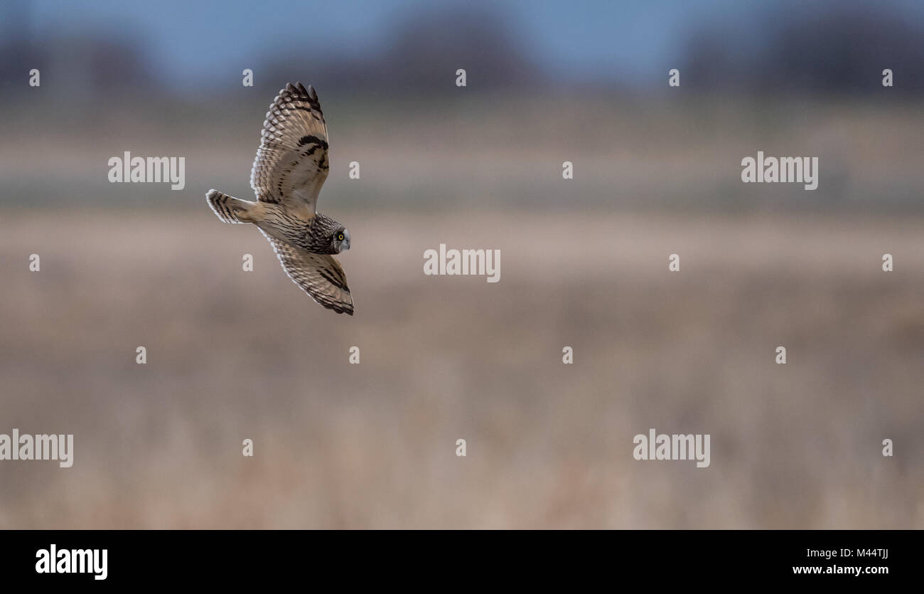 Hibou Des Oreilles Courtes En Vol Banque d'image et photos - Alamy