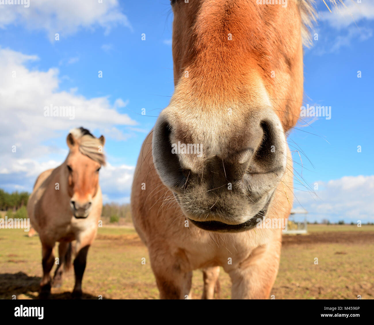 Cheval bouche Banque de photographies et d’images à haute résolution ...