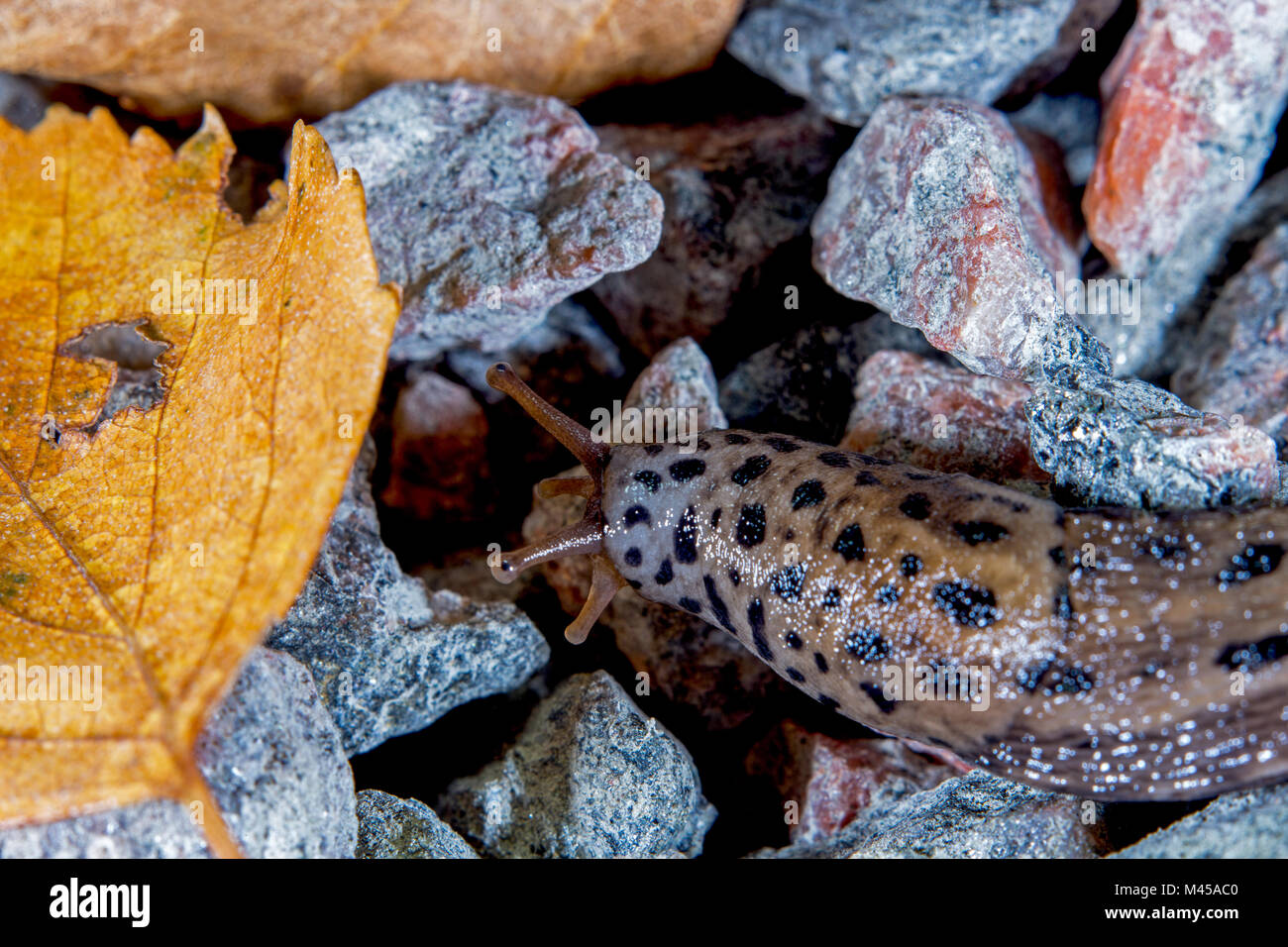 Leopard slug Banque de photographies et d’images à haute résolution - Alamy