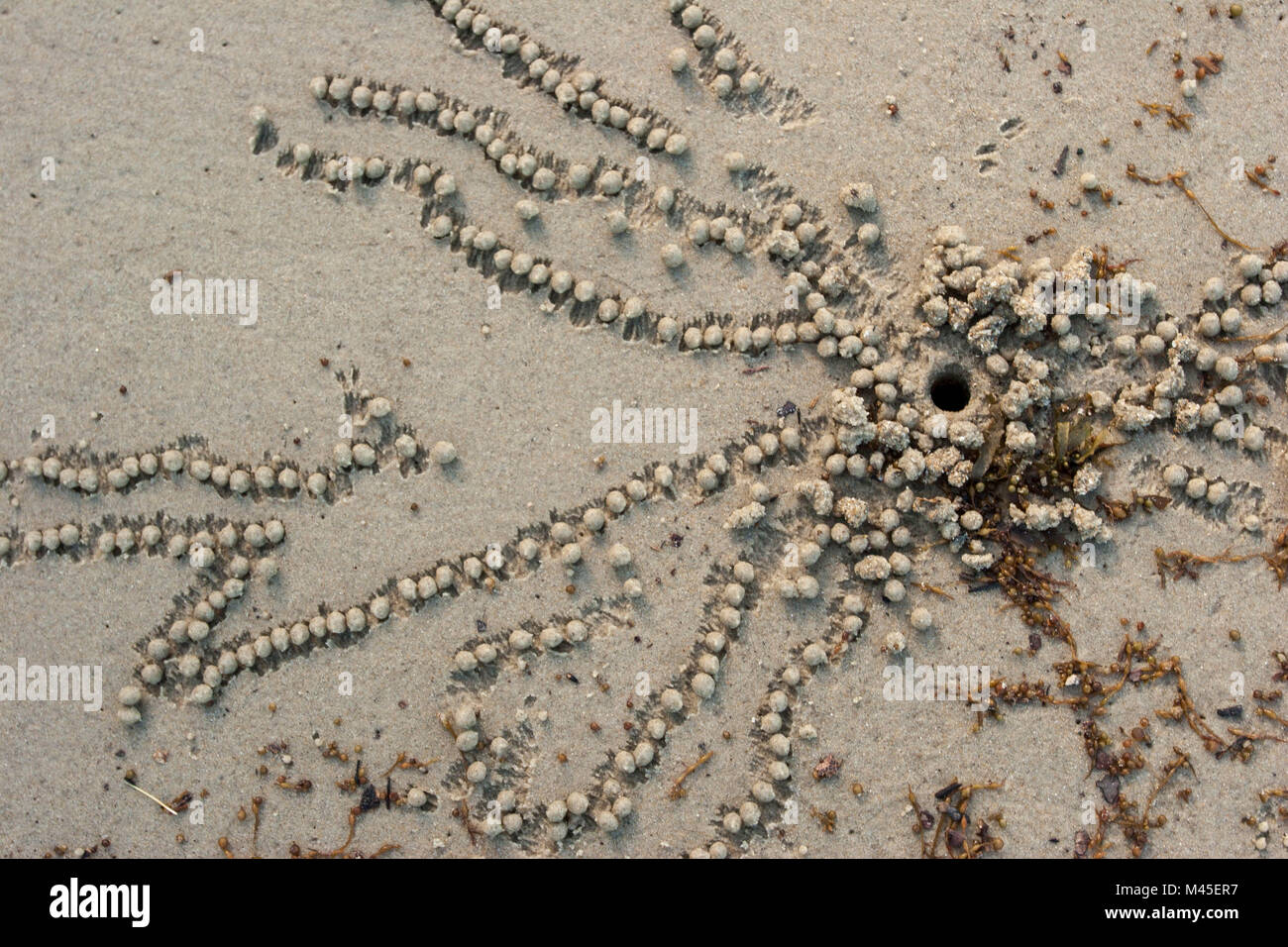 Les crabes bubbler sable boules des sédiments sur la plage de Port ...