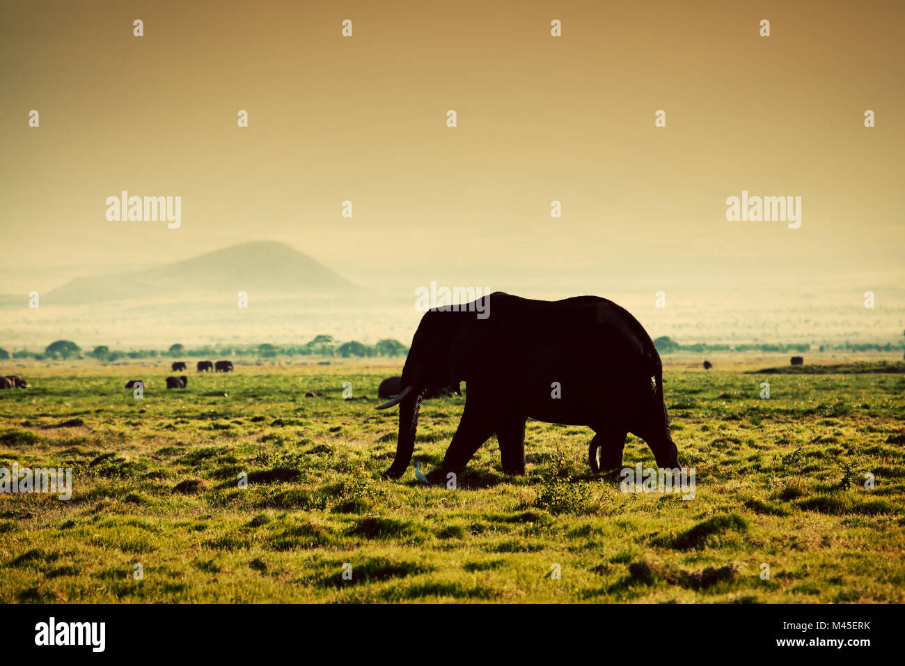 Éléphant De Savane Banque d'image et photos - Alamy