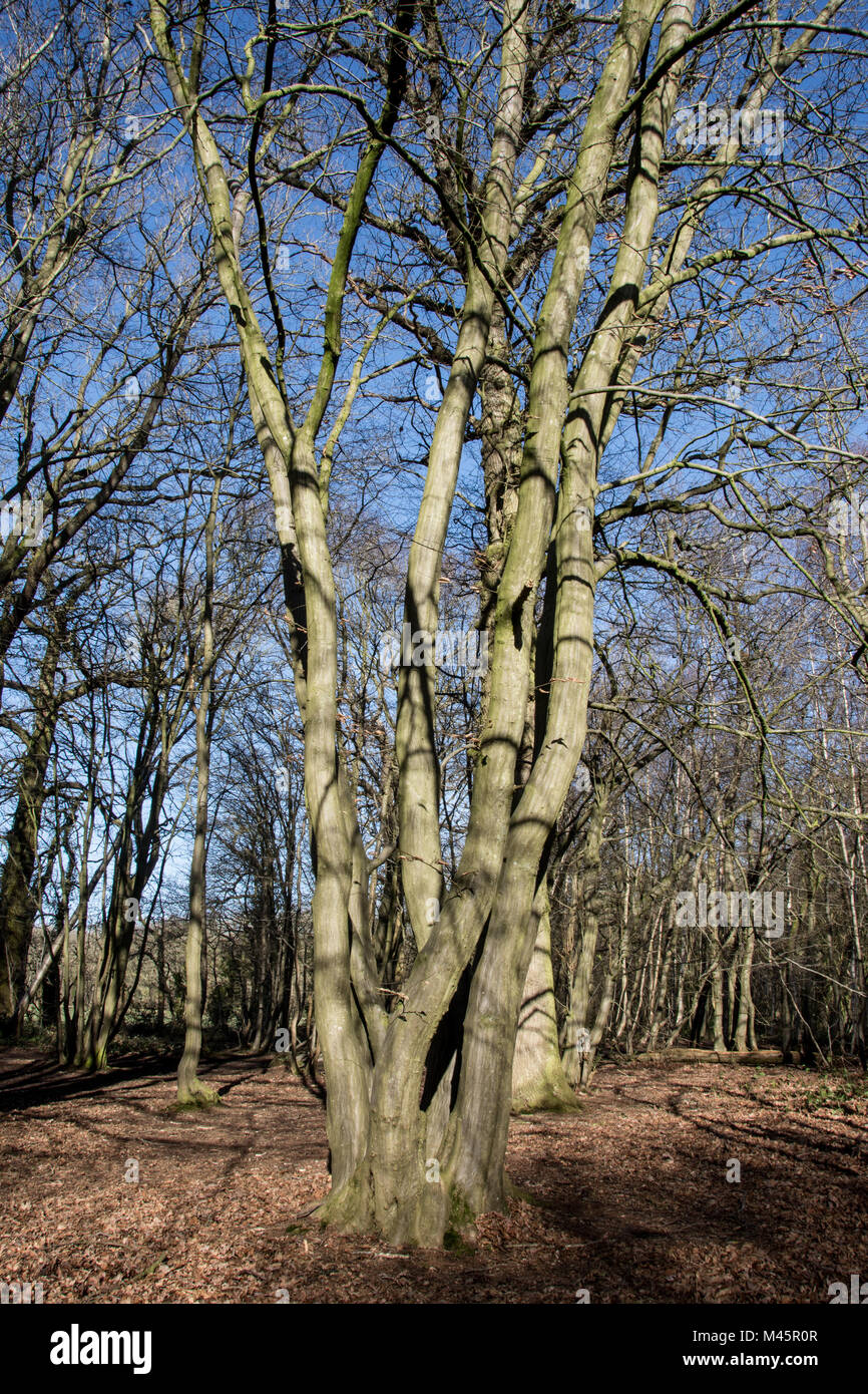 Gestion des forêts indigènes Banque de photographies et d’images à ...