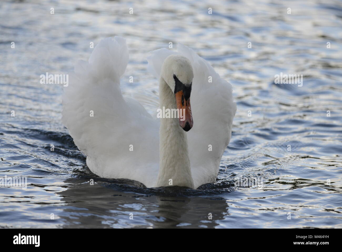 Mâle cygne muet en colère Banque de photographies et d’images à haute résolution - Alamy