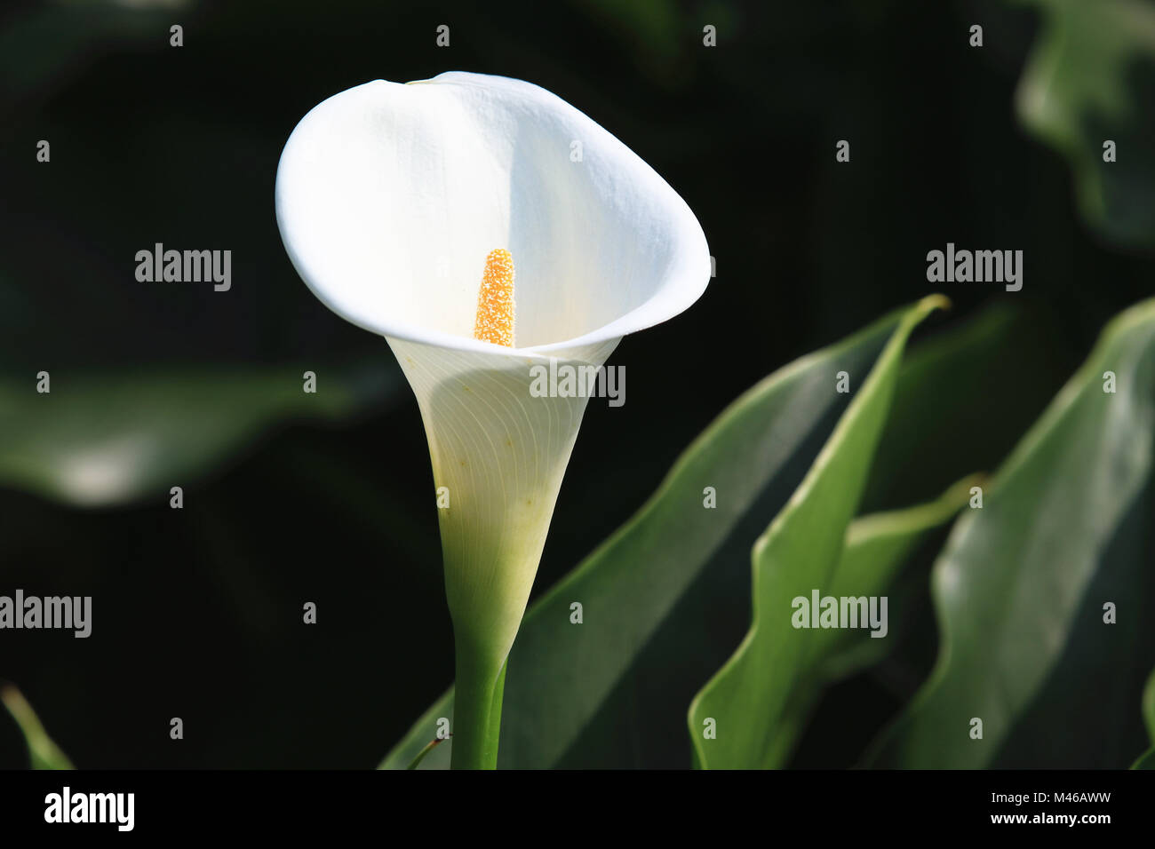 Calla lily,belles fleurs de lis calla blancs dans le jardin,or,d'arum ...
