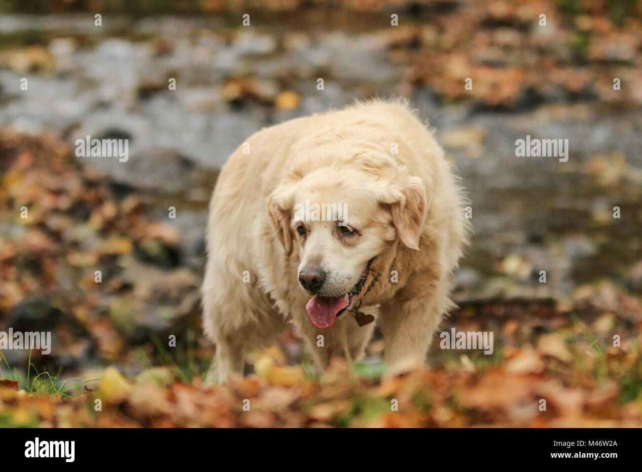 Labrador triste Banque de photographies et d’images à haute résolution ...