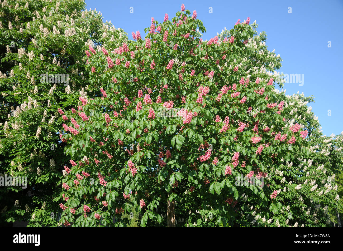 Aesculus x carnea briotii arbre Banque de photographies et d’images à ...