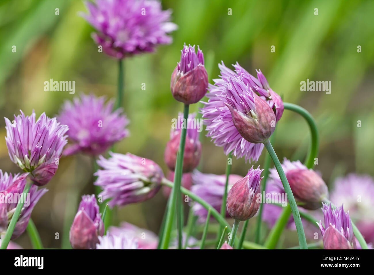 La floraison des plantes vivaces de l'oignon de Sibérie Photo Stock - Alamy