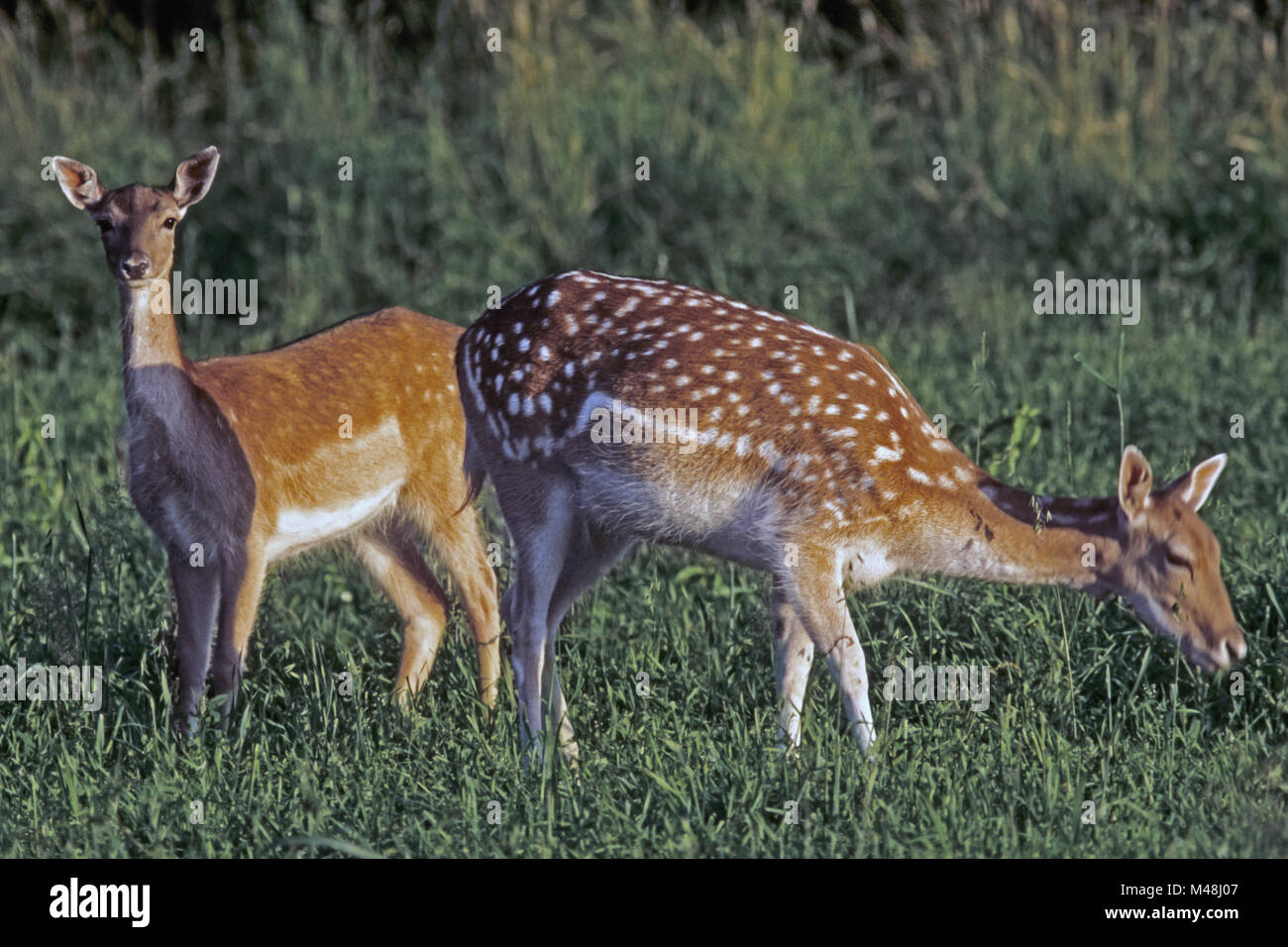 Les faons Banque de photographies et d’images à haute résolution - Alamy