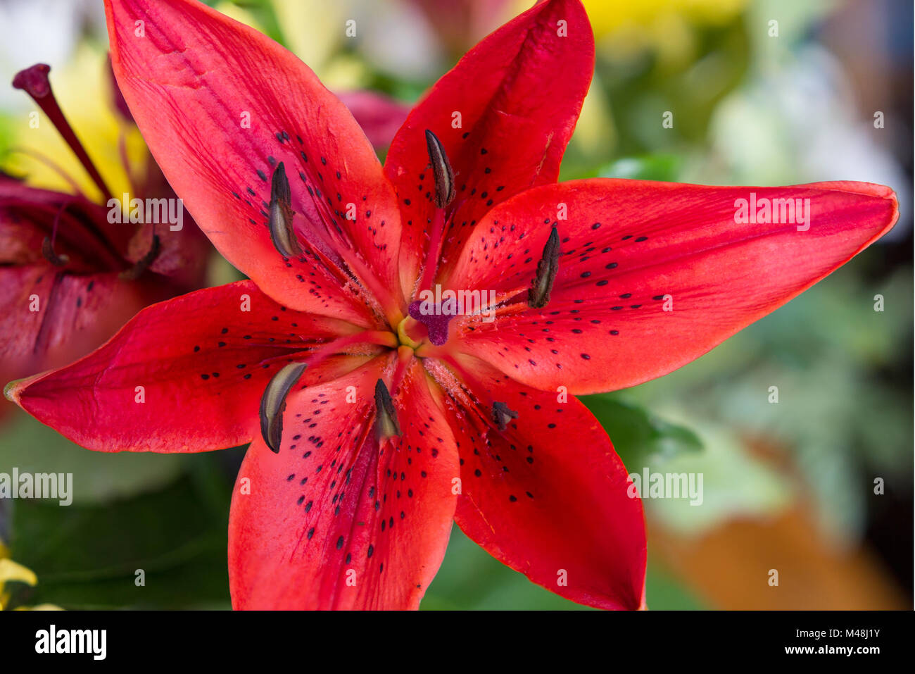 Fleur de lys rouge Banque de photographies et d’images à haute ...