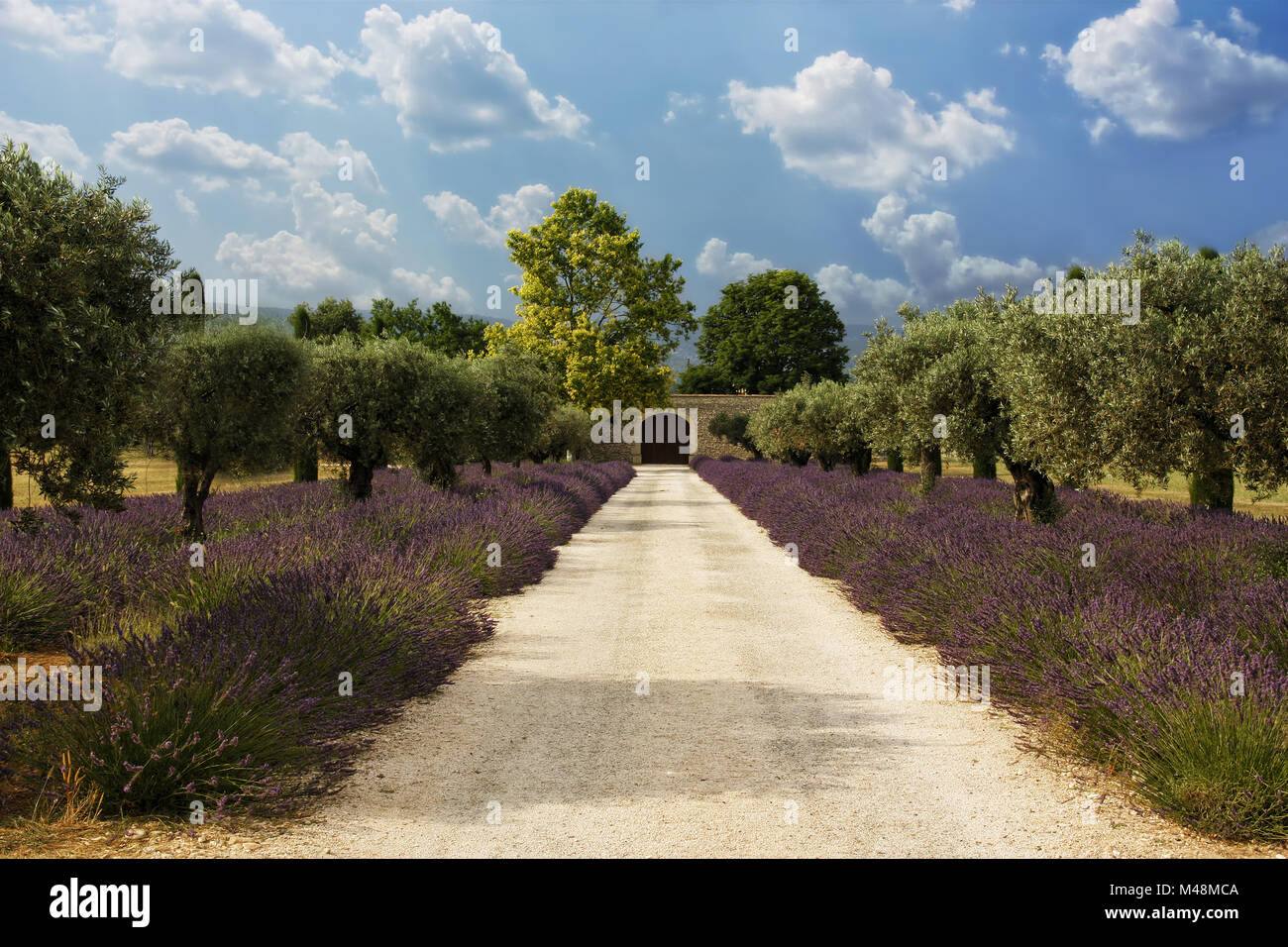 Provence lavande oliviers Banque de photographies et d’images à haute ...