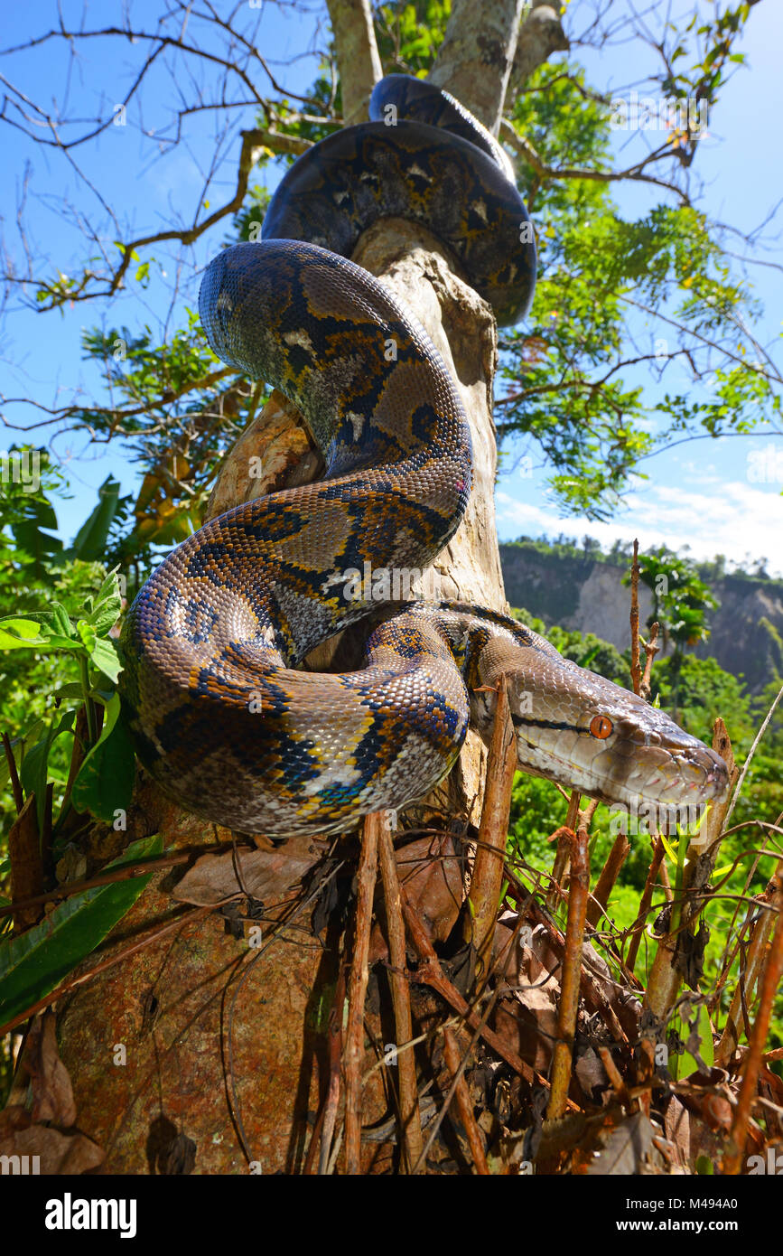 Reticulated python python reticulatus Banque de photographies et d ...