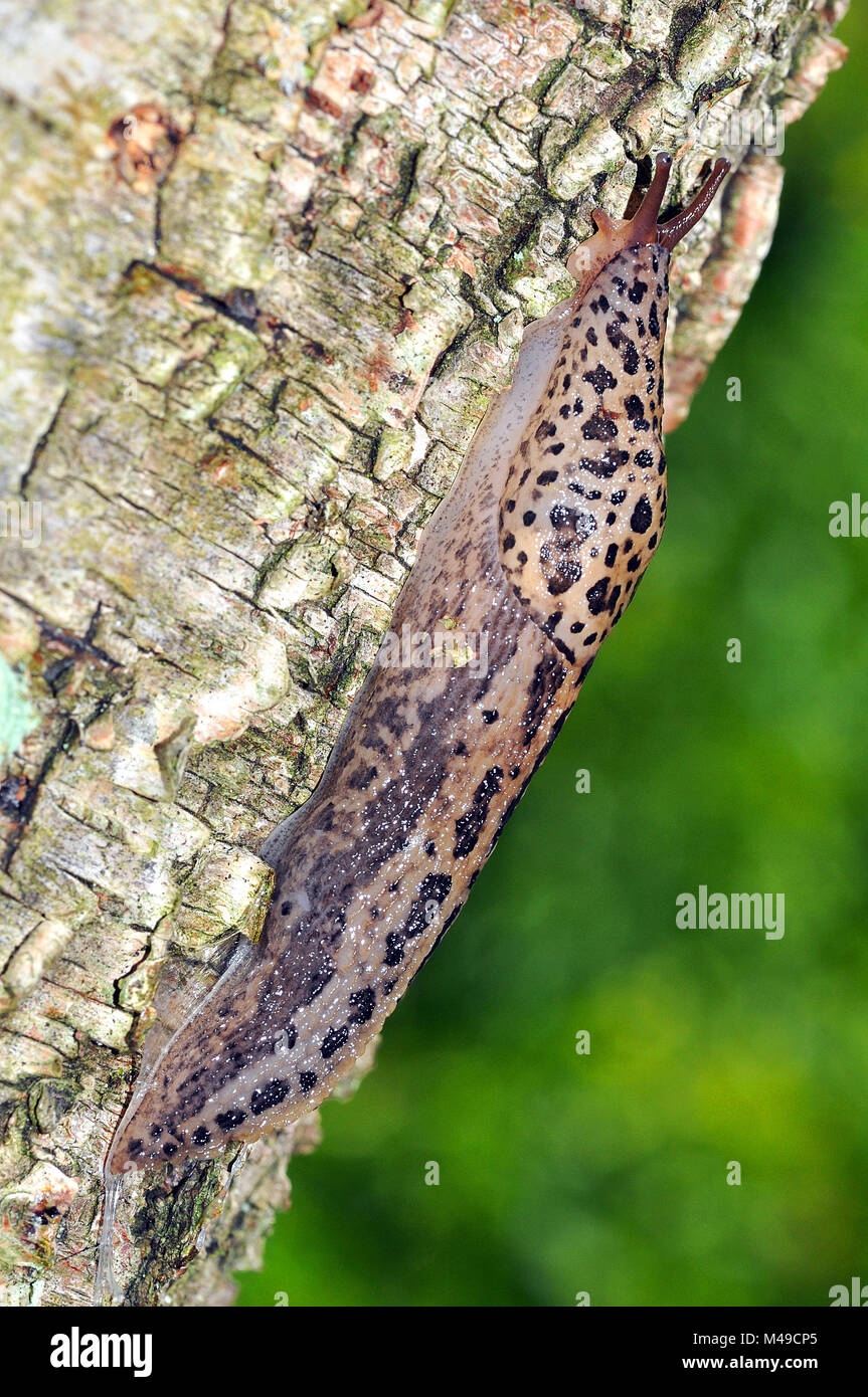 Limax maximus limax maximus Banque de photographies et d’images à haute ...