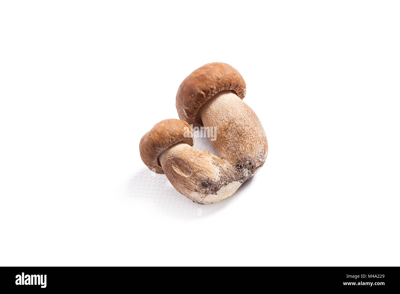 Récolté à l'automne des champignons comestibles double cèpes (Boletus edulis) connu sous le nom ...