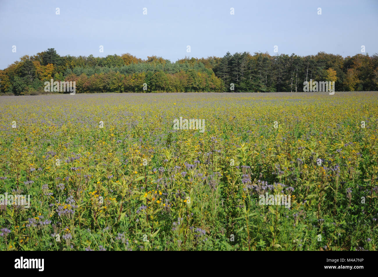 Blackseed guizotia abyssinica Banque de photographies et d’images à ...