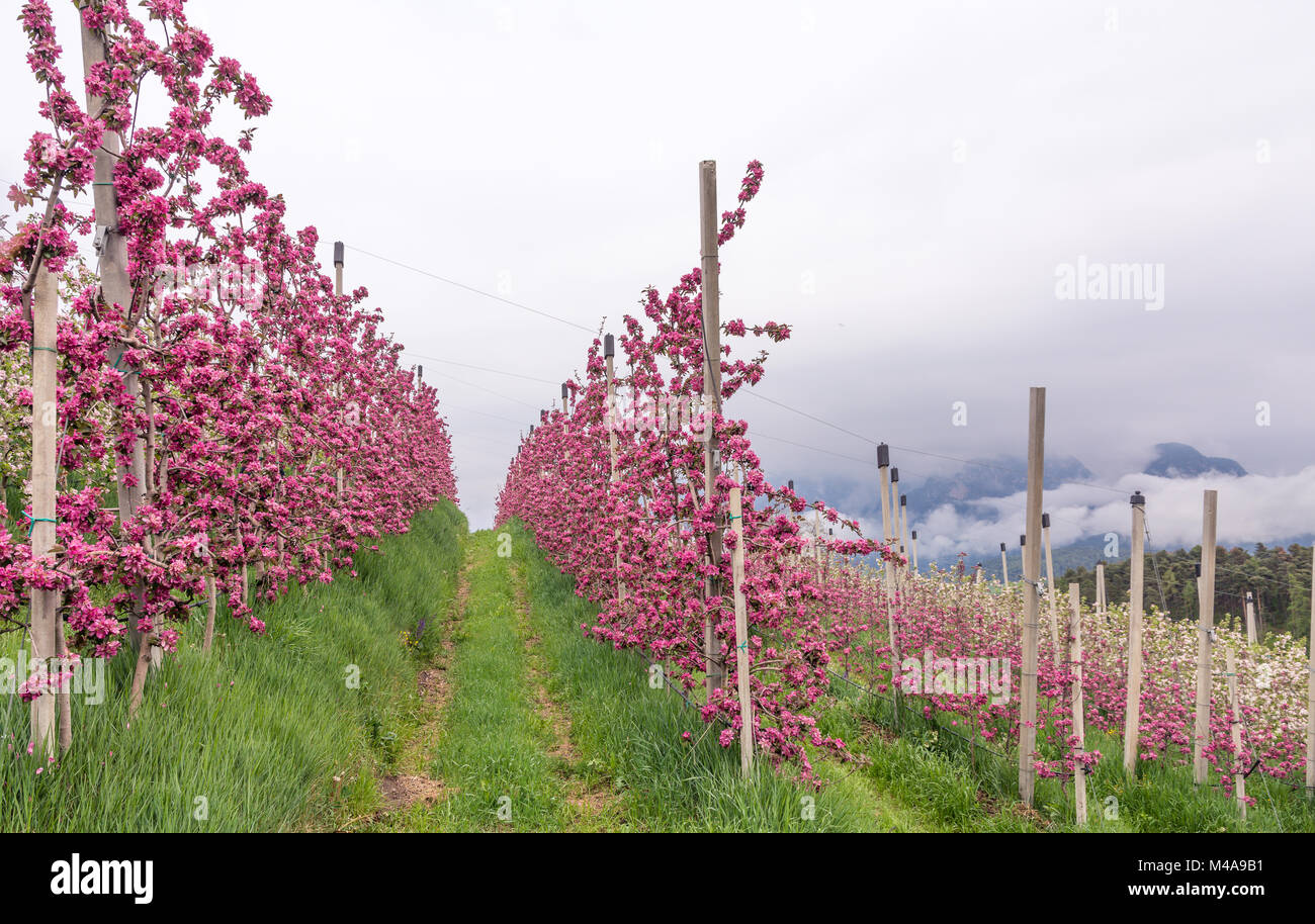 Verger de pommiers en fleurs Banque de photographies et d’images à ...