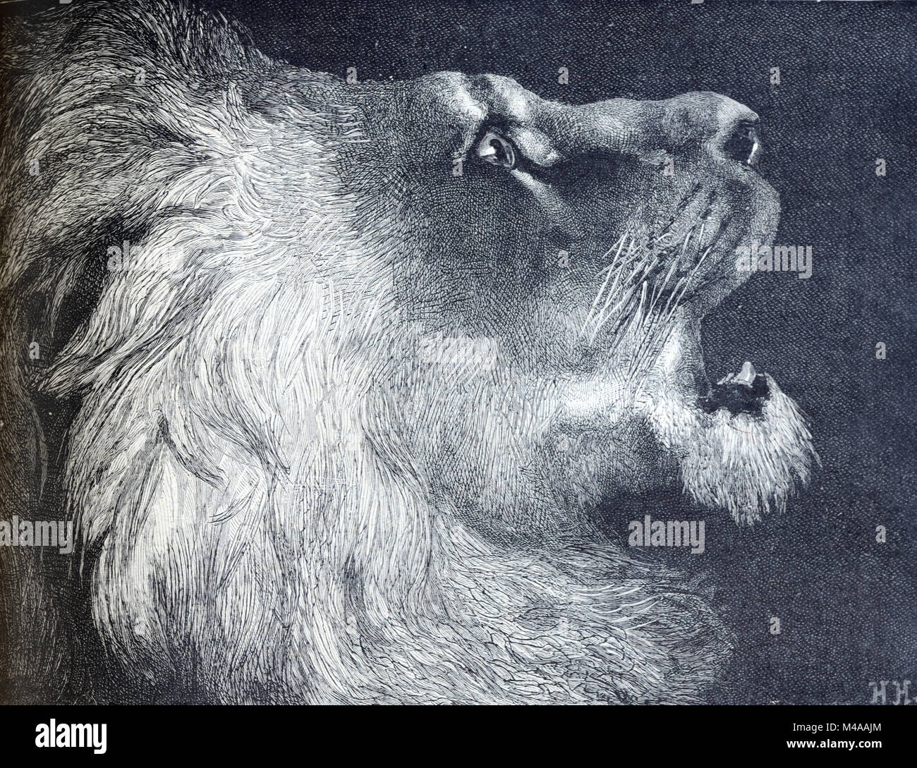 Portrait de la disparue Barbary Lion, Panthera leo leo, alias le Lion d ...