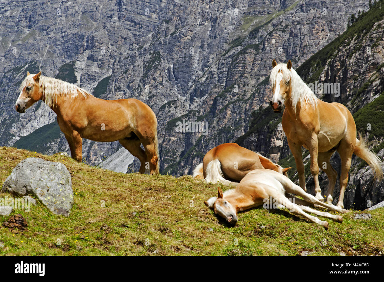 Chevaux haflinger Banque de photographies et d’images à haute ...