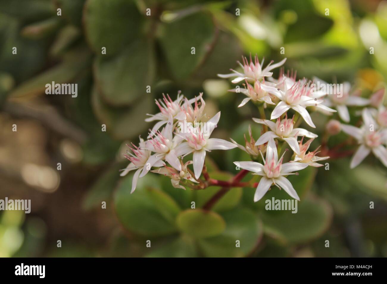 Crassula ovata rose Banque de photographies et d’images à haute ...