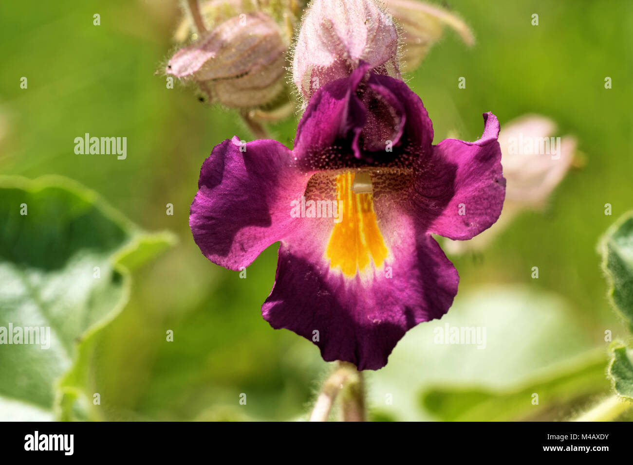 Proboscidea fruit Banque de photographies et d’images à haute ...