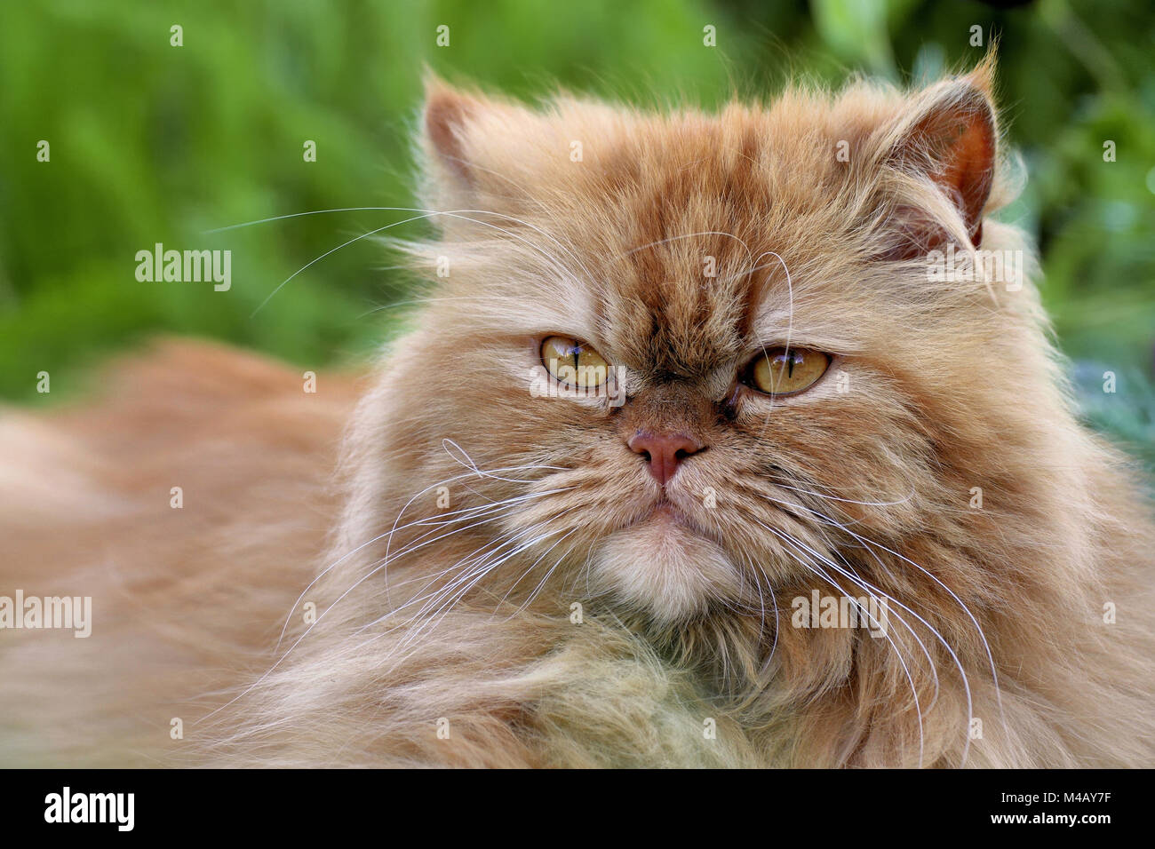 Chat shirazi Banque de photographies et d’images à haute résolution - Alamy