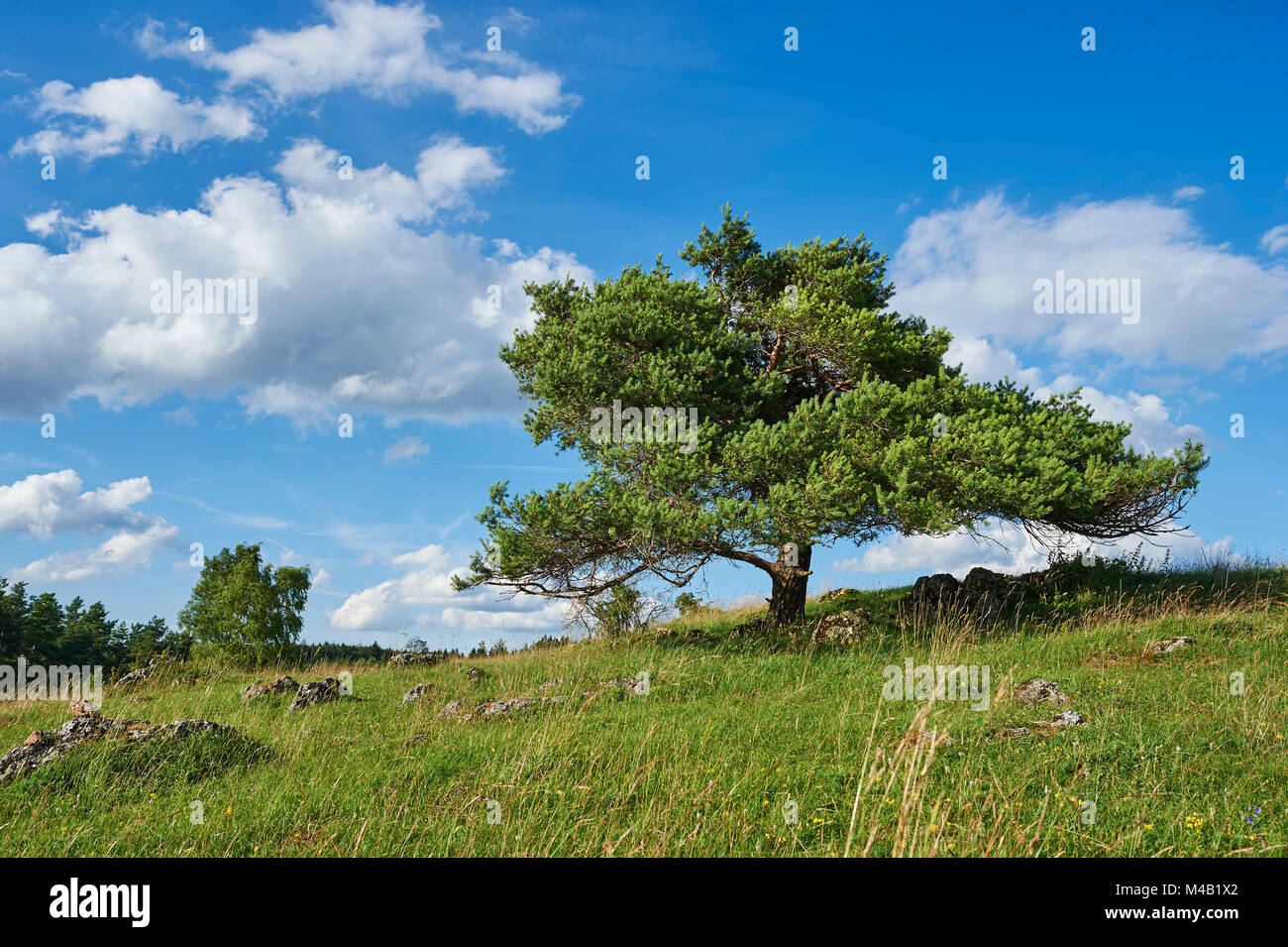 Pinus fauna Banque de photographies et d’images à haute résolution - Alamy
