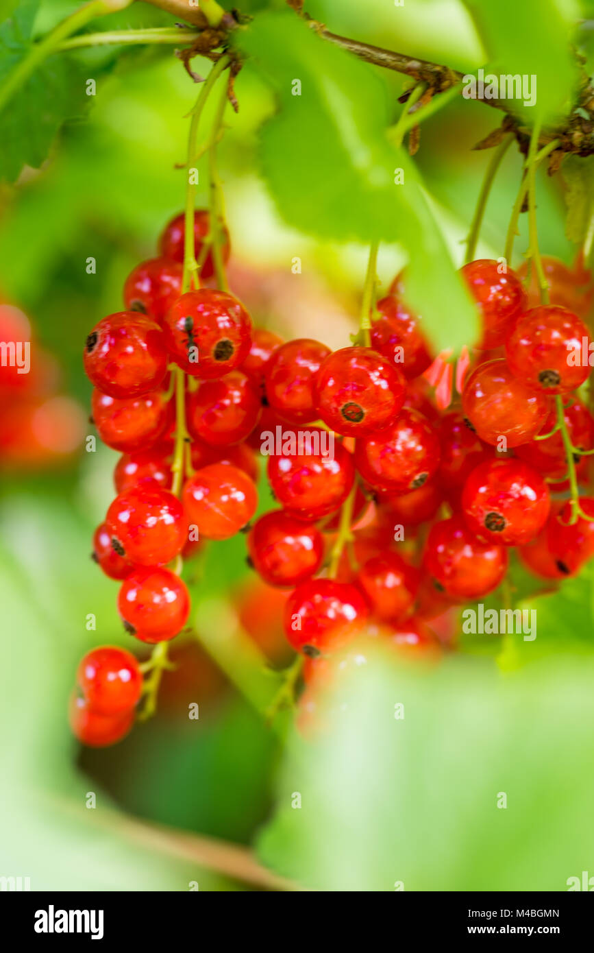 Groseille de pays Banque de photographies et d’images à haute ...