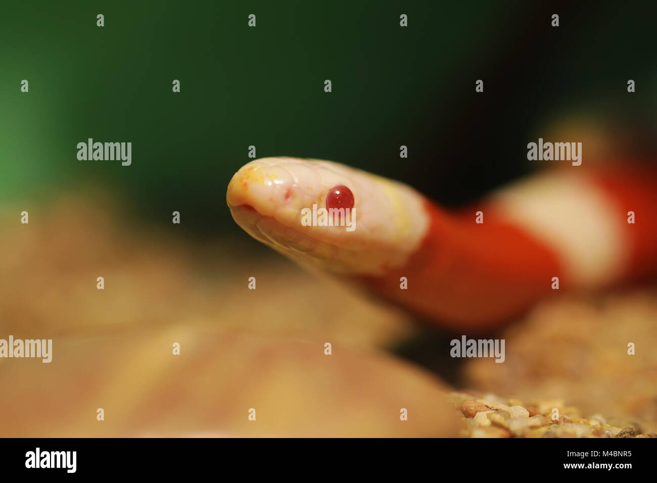 Serpent rouge et noir Banque de photographies et d’images à haute ...