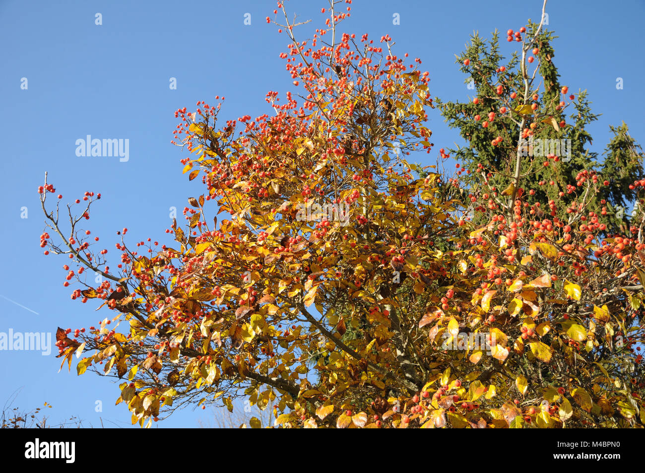 Crataegus carrierei Banque de photographies et d’images à haute ...