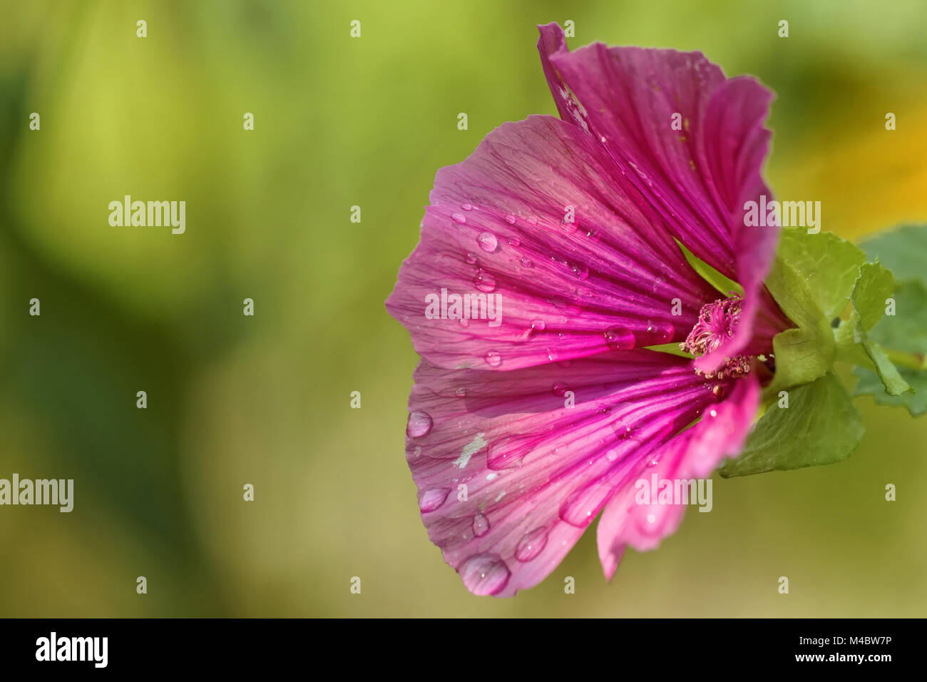 Jardin de malope trifida Banque de photographies et d’images à haute ...