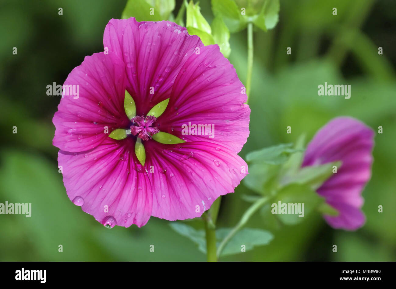 Jardin de malope trifida Banque de photographies et d’images à haute ...