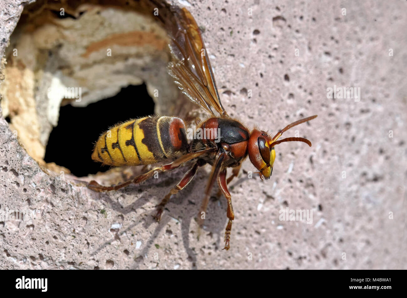 Frelon brun Banque de photographies et d’images à haute résolution - Alamy
