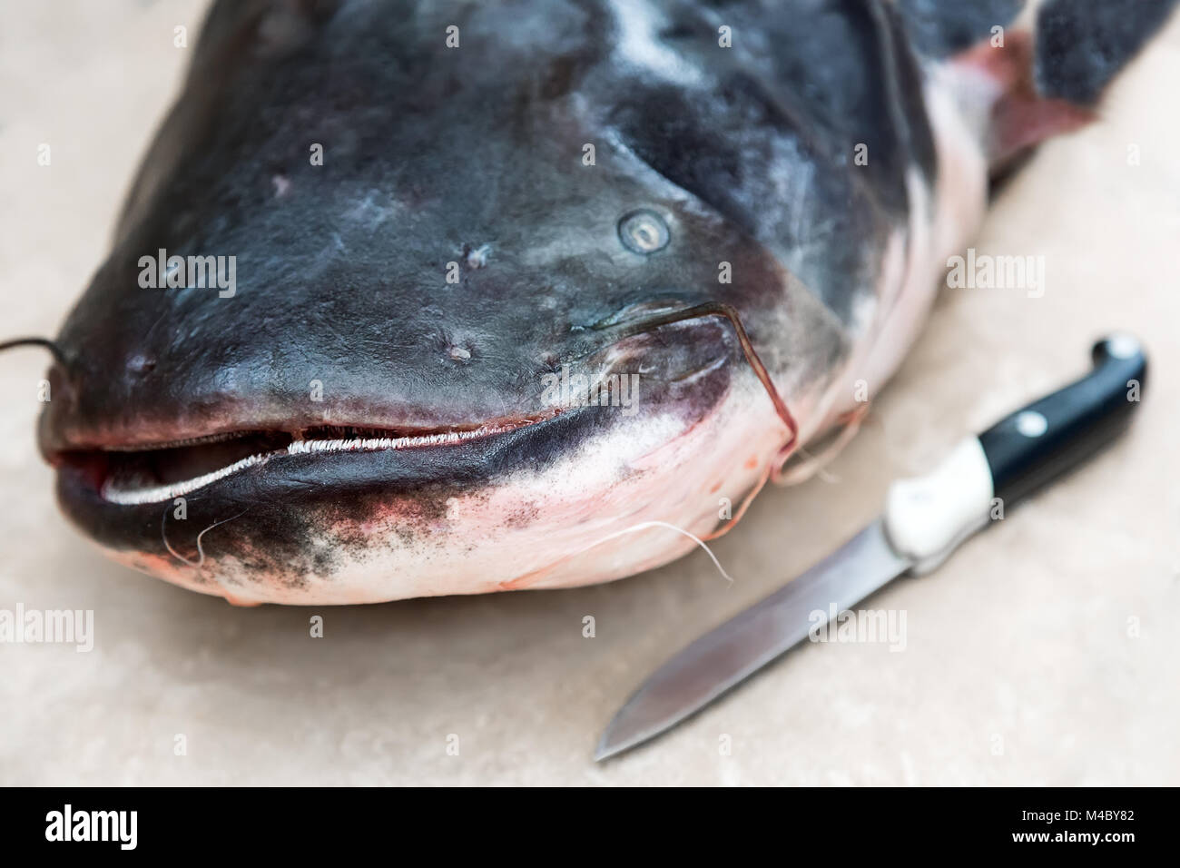 Poisson gros Banque de photographies et d’images à haute résolution - Alamy