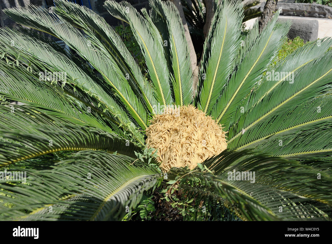 Cycas male cone Banque de photographies et d’images à haute résolution ...