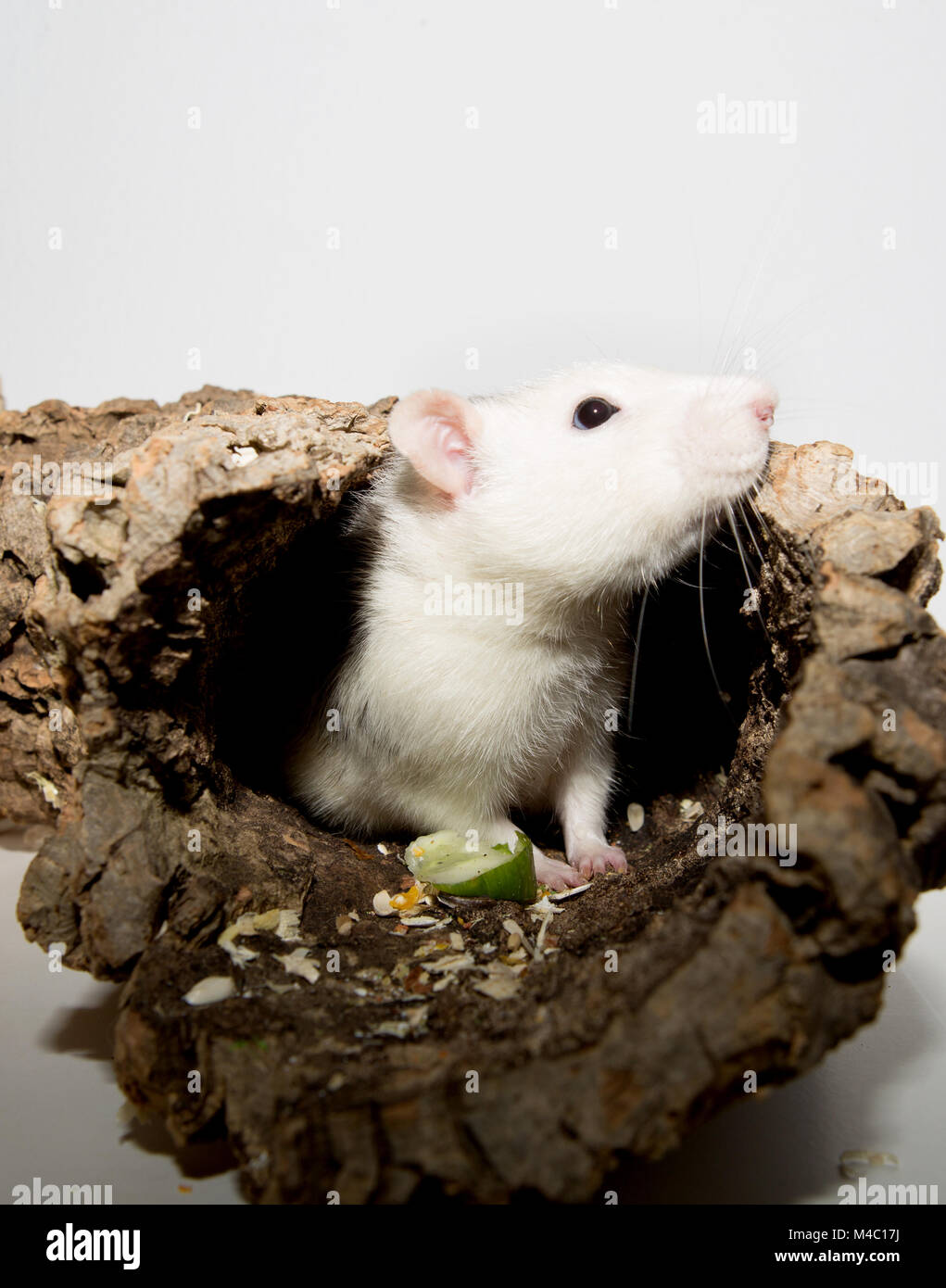 Tamratta Banque de photographies et d’images à haute résolution - Alamy
