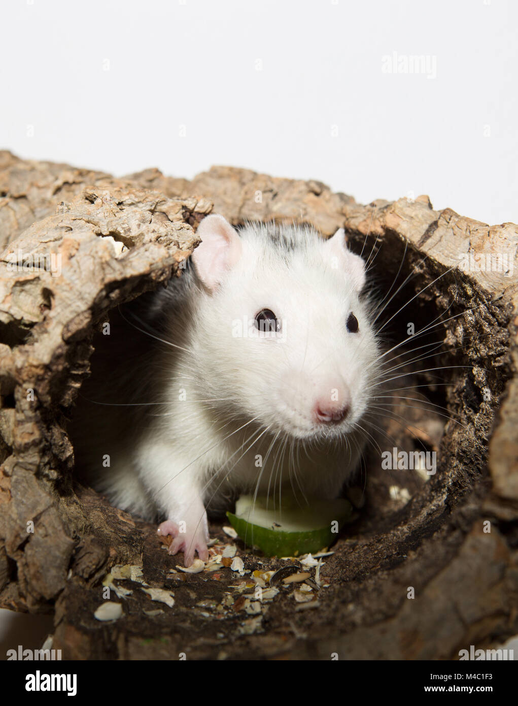 Tamratta Banque de photographies et d’images à haute résolution - Alamy