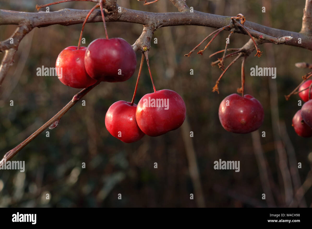 Sentinelle rouge malus Banque de photographies et d’images à haute ...
