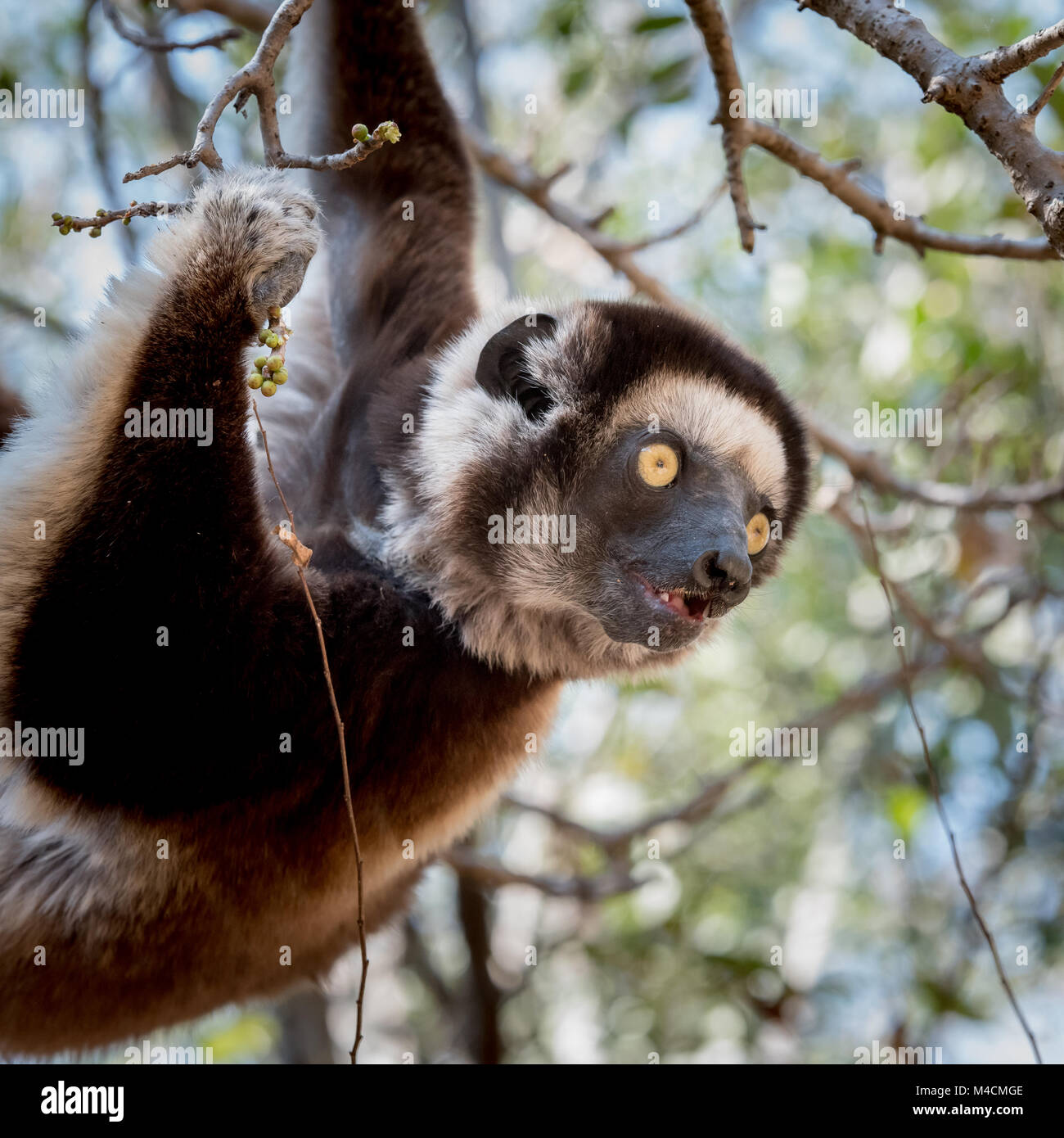 Verreaux sifaka lemur Banque de photographies et d’images à haute ...