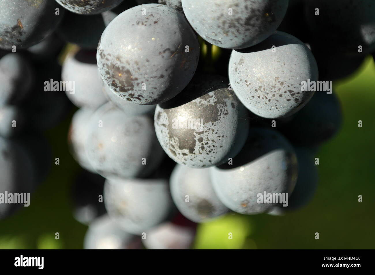 Raisins bleus Banque de photographies et d’images à haute résolution ...