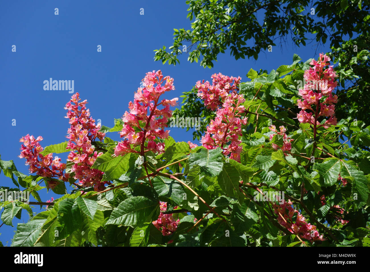 Aesculus x carnea briotii arbre Banque de photographies et d’images à ...