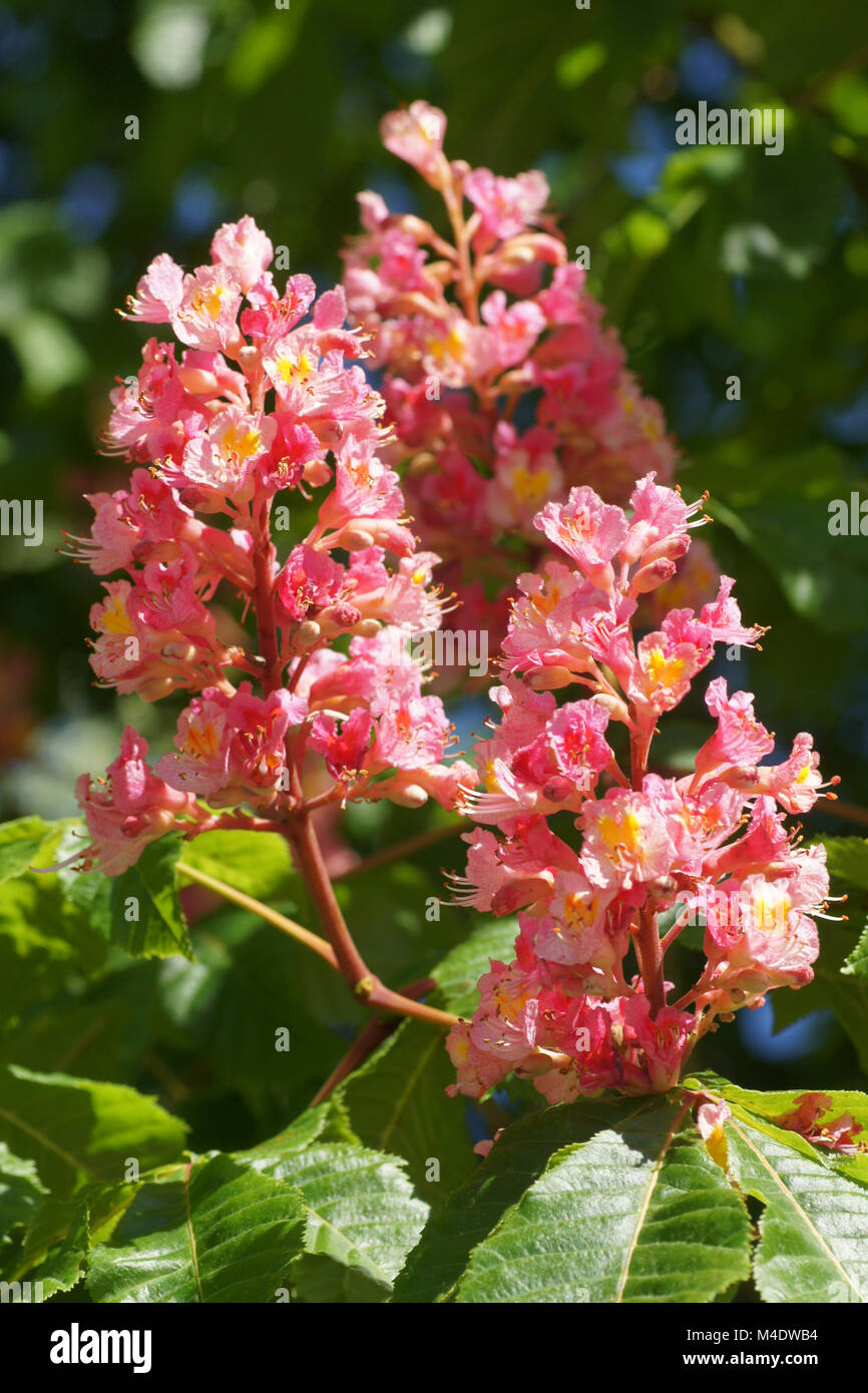 Aesculus carnea Banque de photographies et d’images à haute résolution ...