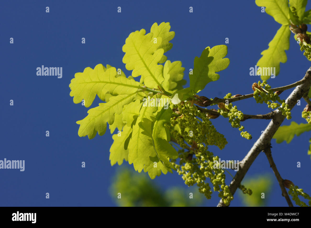 Quercus Robur Banque d'image et photos - Alamy