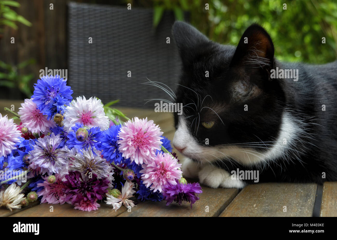 Fleurs Le Chat Et Les Fleurs Banque d'image et photos - Alamy