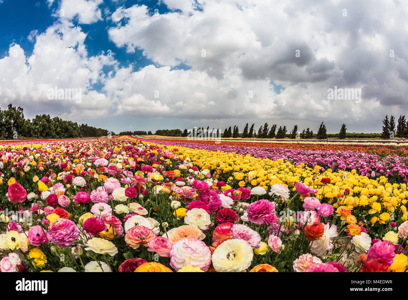 Les couleurs du printemps Banque de photographies et d’images à haute ...
