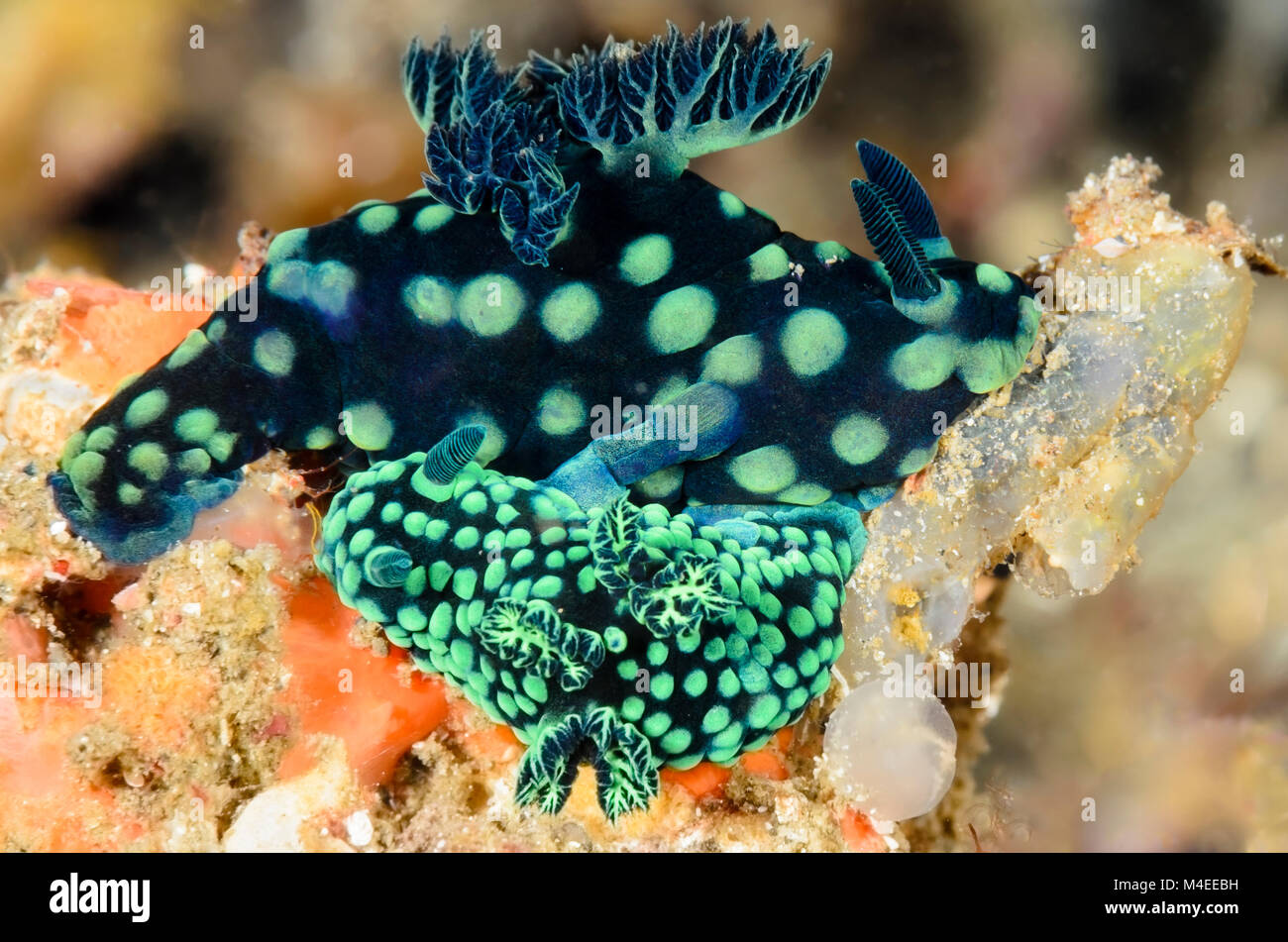Reproduction des limaces de mer Banque de photographies et d’images à ...