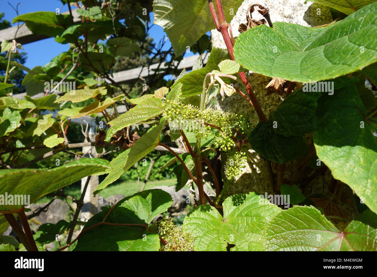 Vitis riparia Banque de photographies et d’images à haute résolution ...