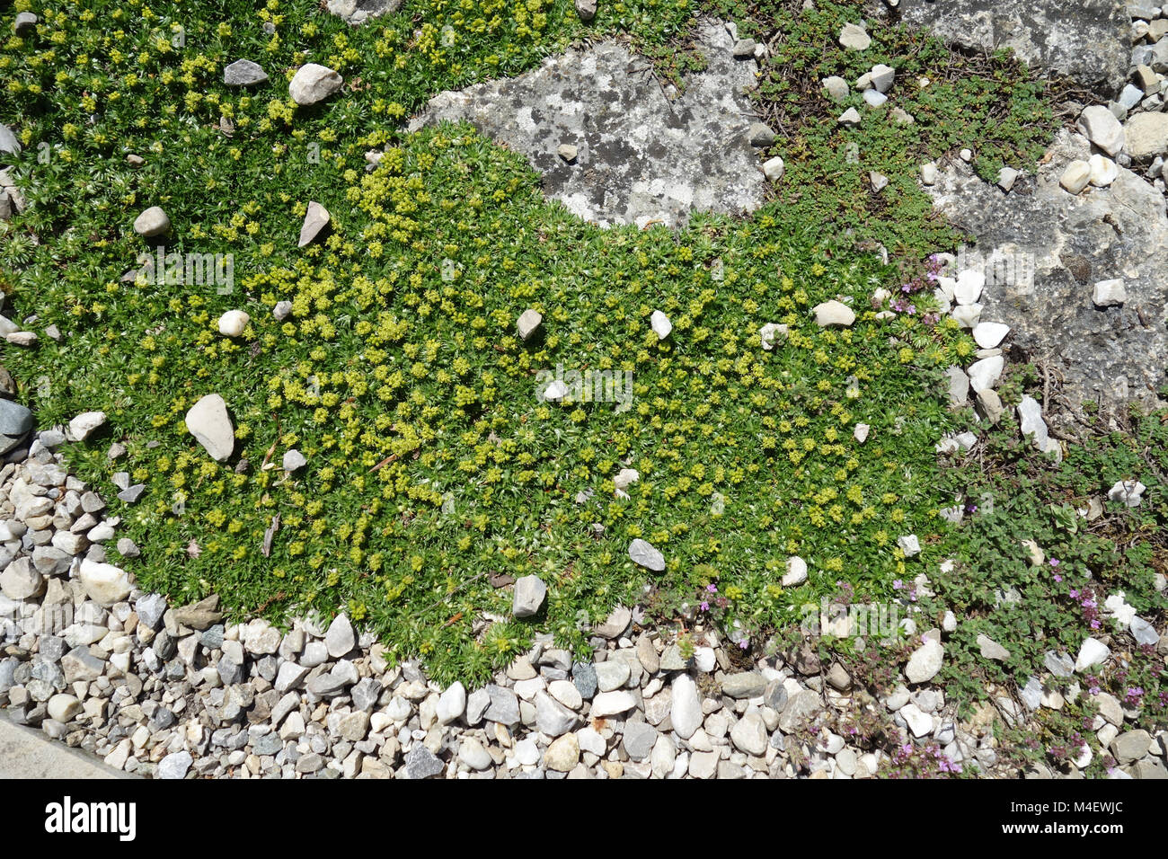 Azorella trifurcata Banque de photographies et d’images à haute ...