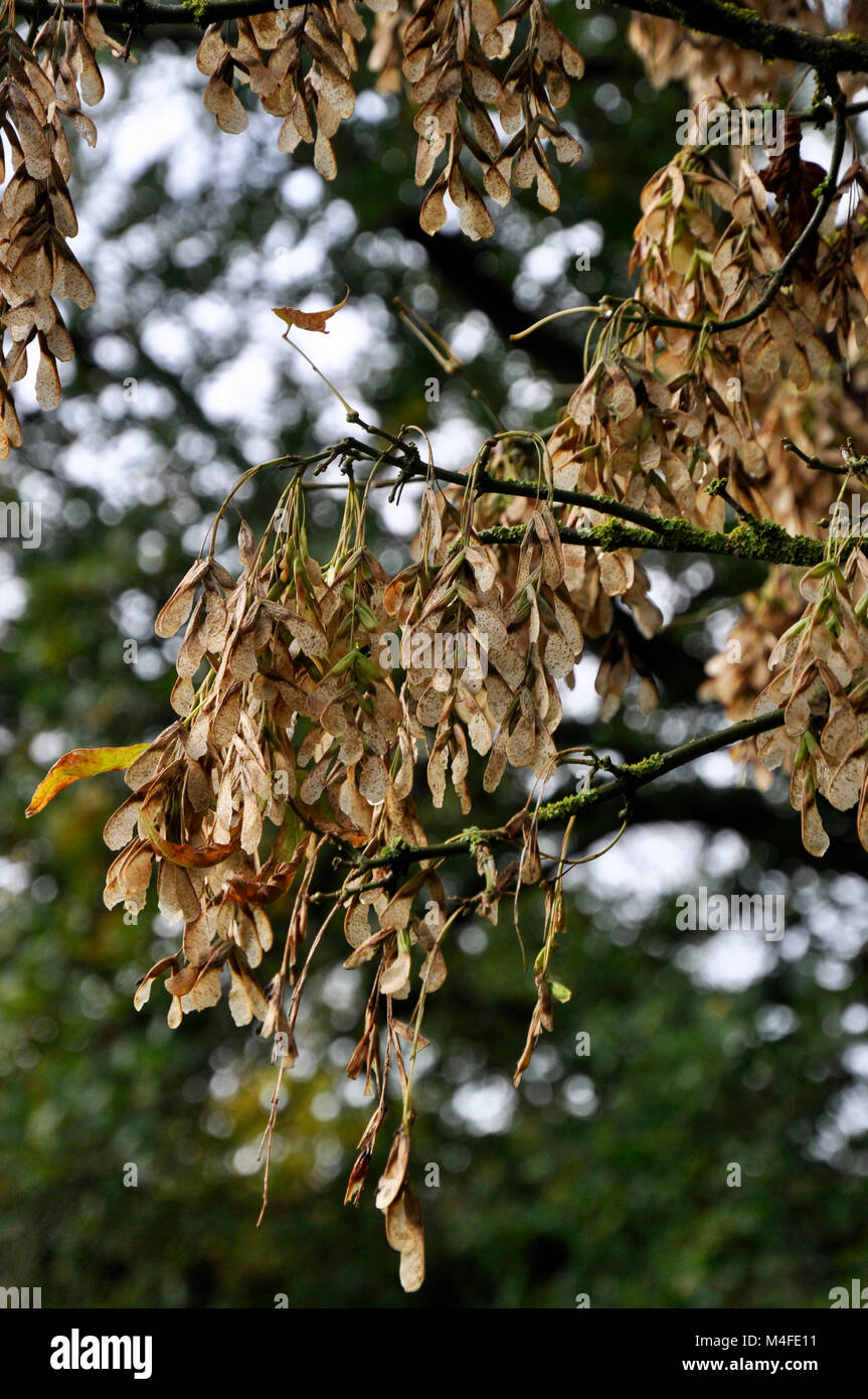 Graines d'arbres Banque de photographies et d’images à haute résolution ...