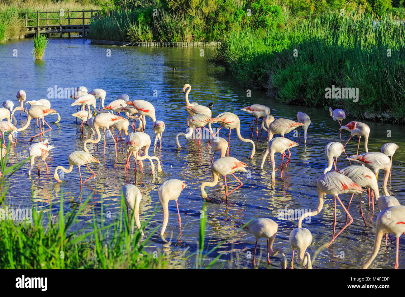 Oiseaux exotiques Banque de photographies et d’images à haute résolution - Alamy