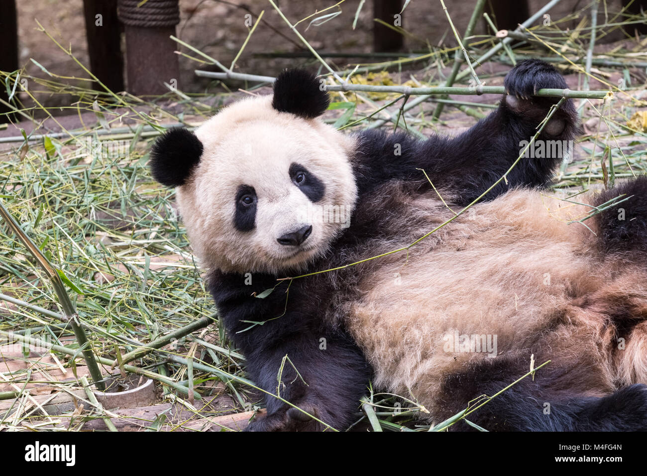 Mignon ou quoi Banque de photographies et d’images à haute résolution ...
